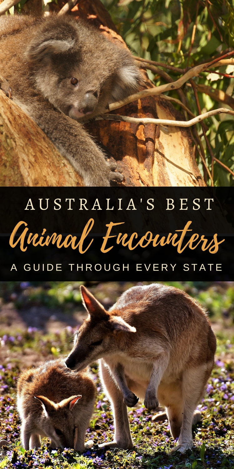 Face to Face With Australia's Wildlife: Best Animal Encounters In Every ...