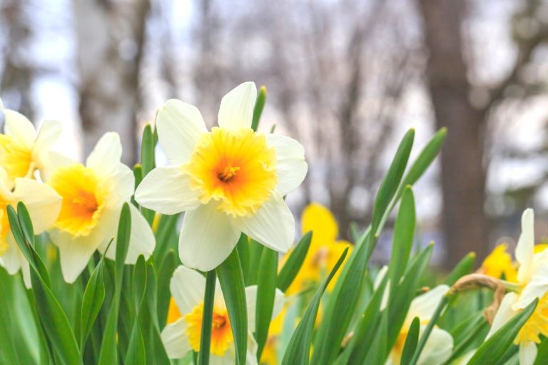 Best Places To See Spring Flowers In Europe • Our Globetrotters