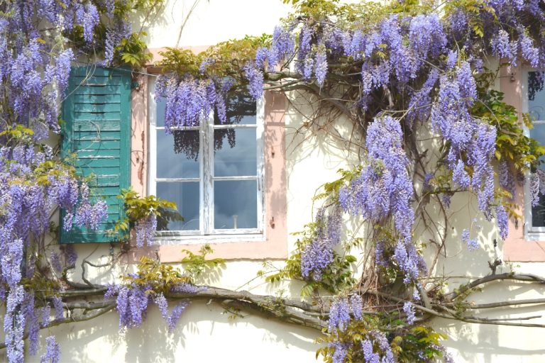 Best Places To See Spring Flowers In Europe • Our Globetrotters