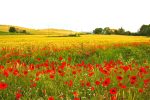 Best Places To See Spring Flowers In Europe • Our Globetrotters