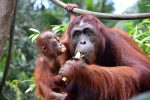 10 Borneo Activities That Captivate Kids of All Ages • Our Globetrotters